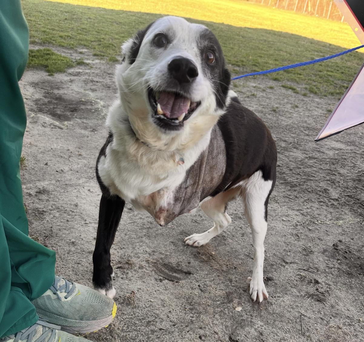 Dog for adoption - Mollie (Very Sweet tripod senior hoping for a hero ...