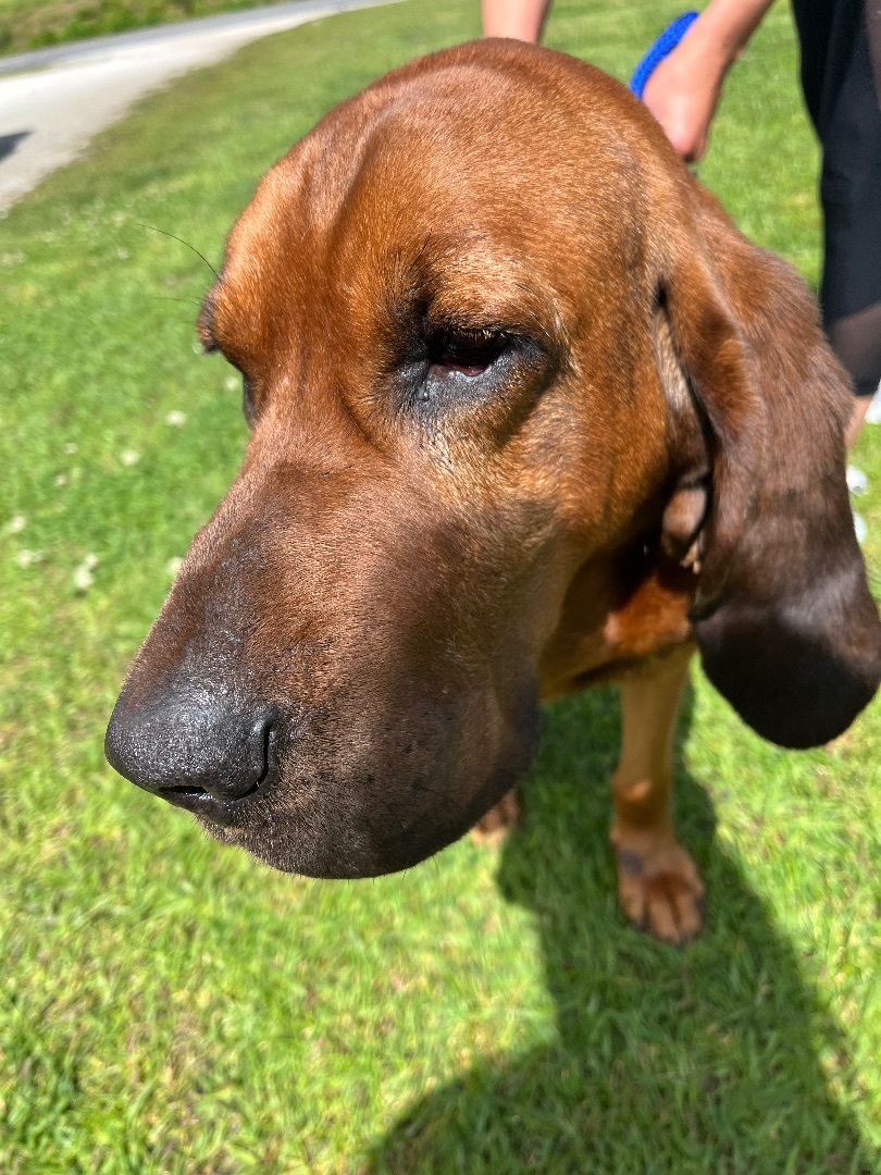 Dog for adoption - Oscar, a Bloodhound & Redbone Coonhound Mix in ...