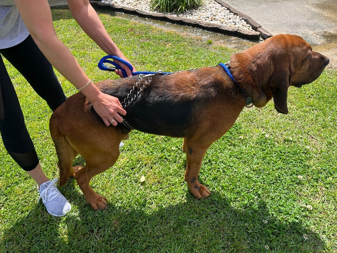 Dog for adoption - Oscar, a Bloodhound & Redbone Coonhound Mix in ...