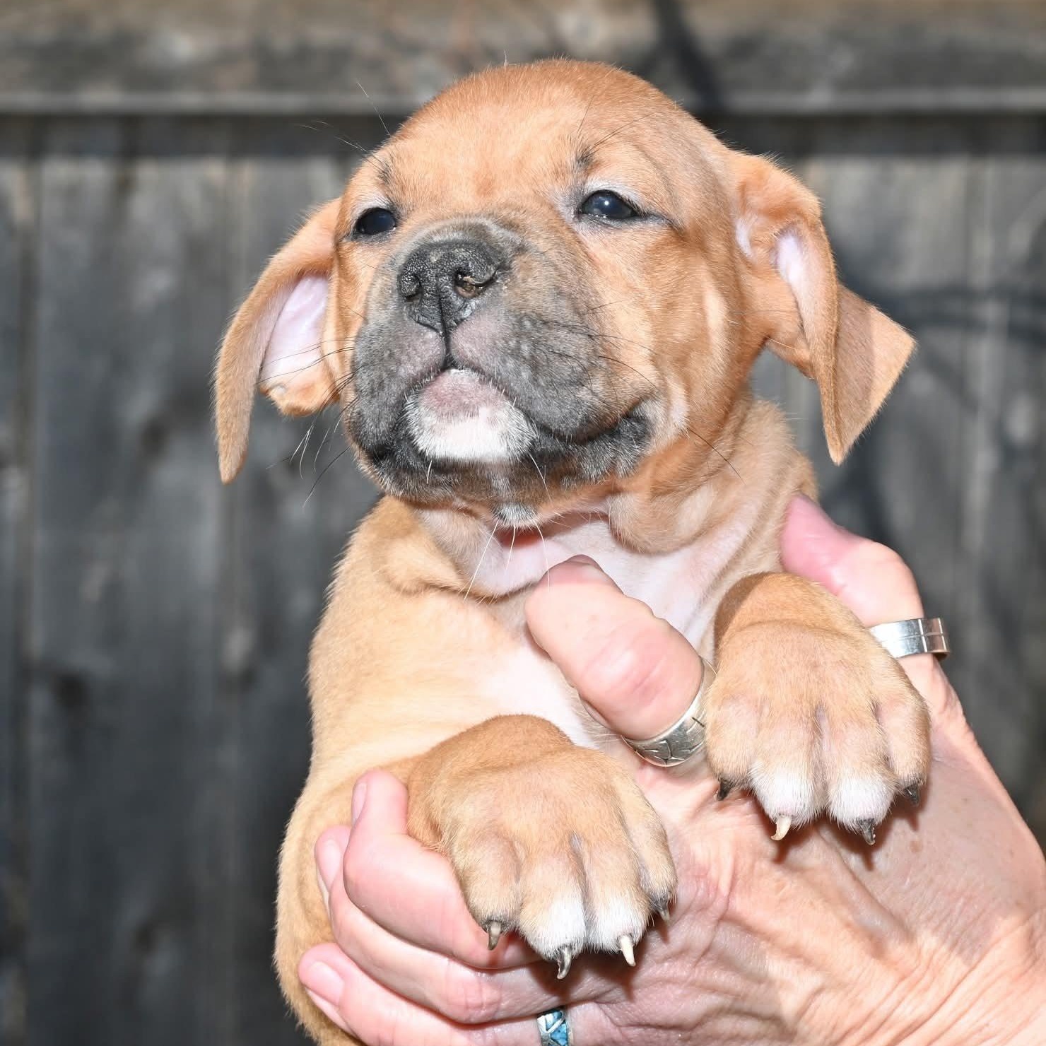 Dog for adoption - Galinda, a Mountain Cur & Catahoula Leopard Dog Mix ...
