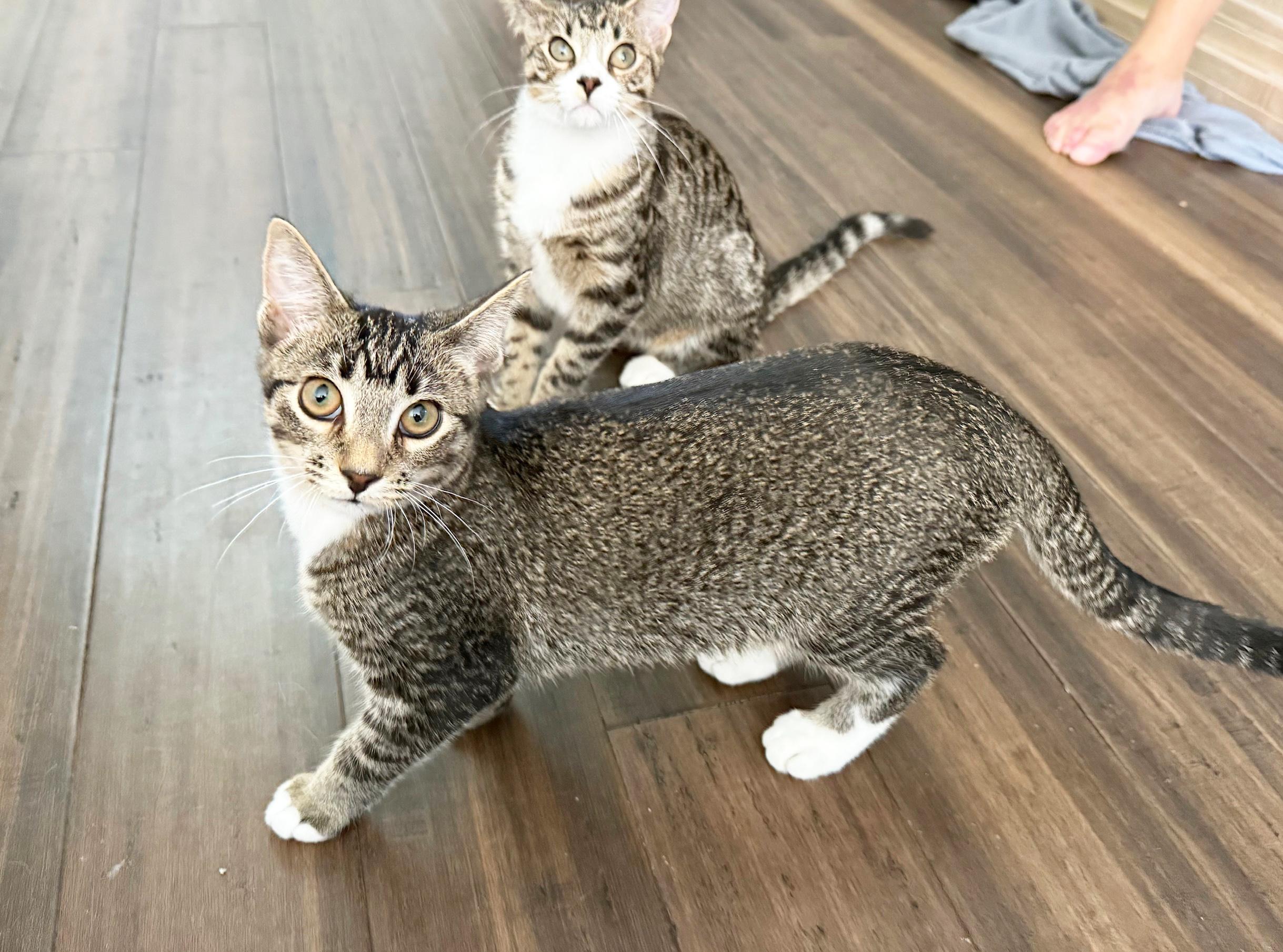 Cat for adoption - Ruby - adorable little girl!, a Tabby in Neenah, WI ...