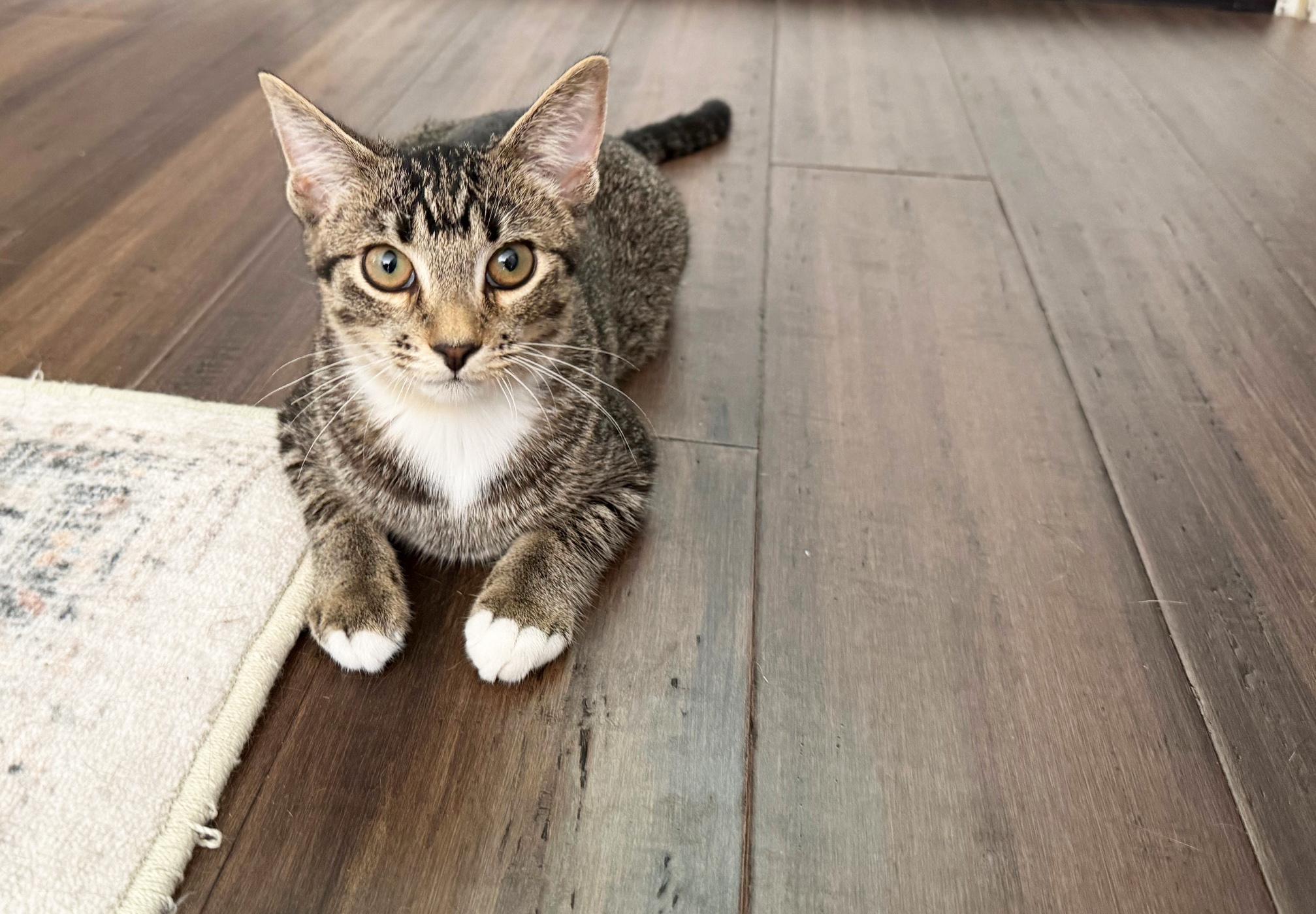 Cat for adoption - Ruby - adorable little girl!, a Tabby in Neenah, WI ...