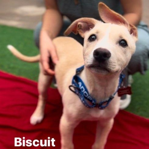 Dog for adoption - Biscuit, a Labrador Retriever Mix in Bensalem, PA | Petfinder