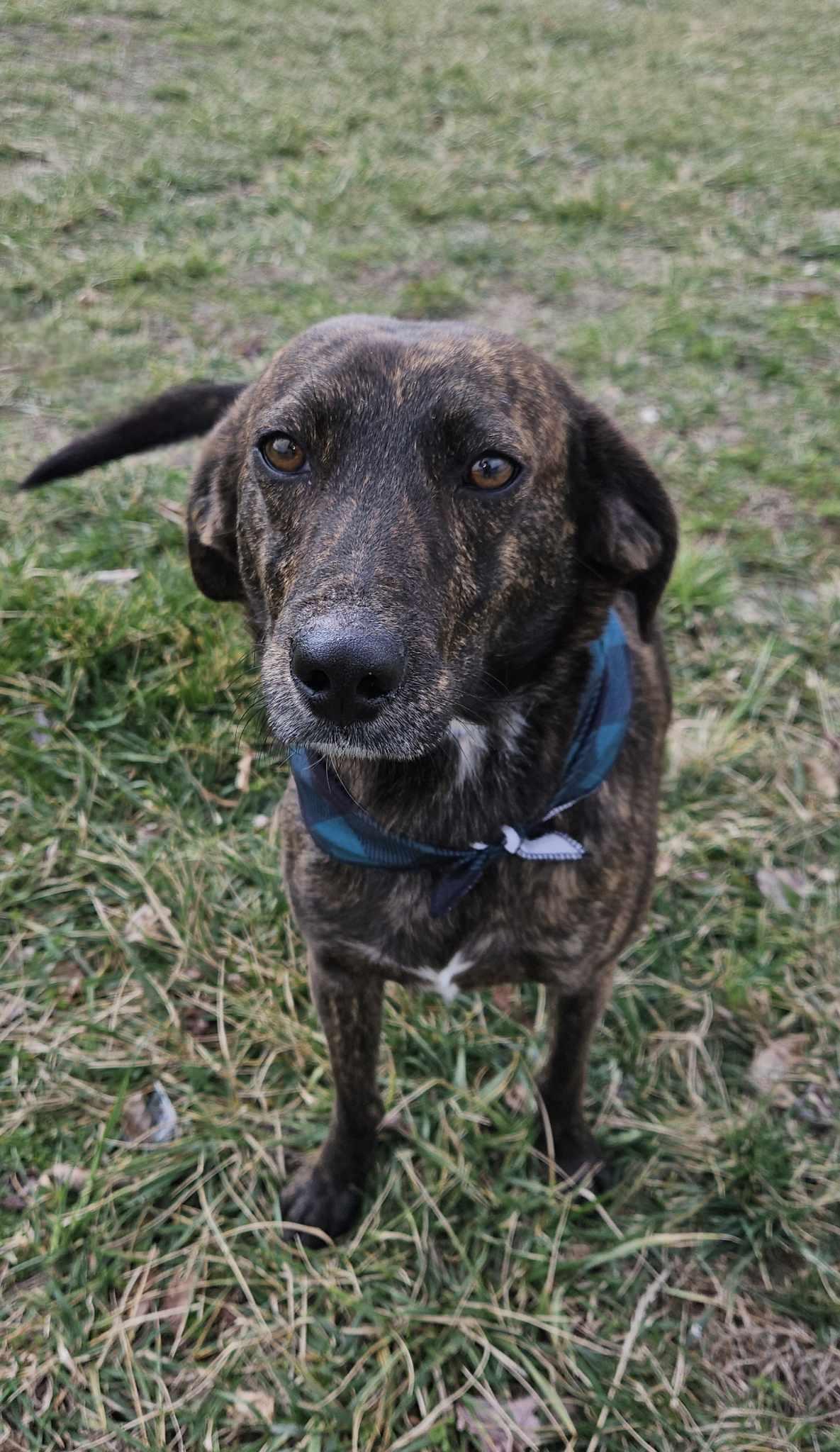 Dog for adoption - Louie, a Plott Hound Mix in Hilham, TN | Petfinder