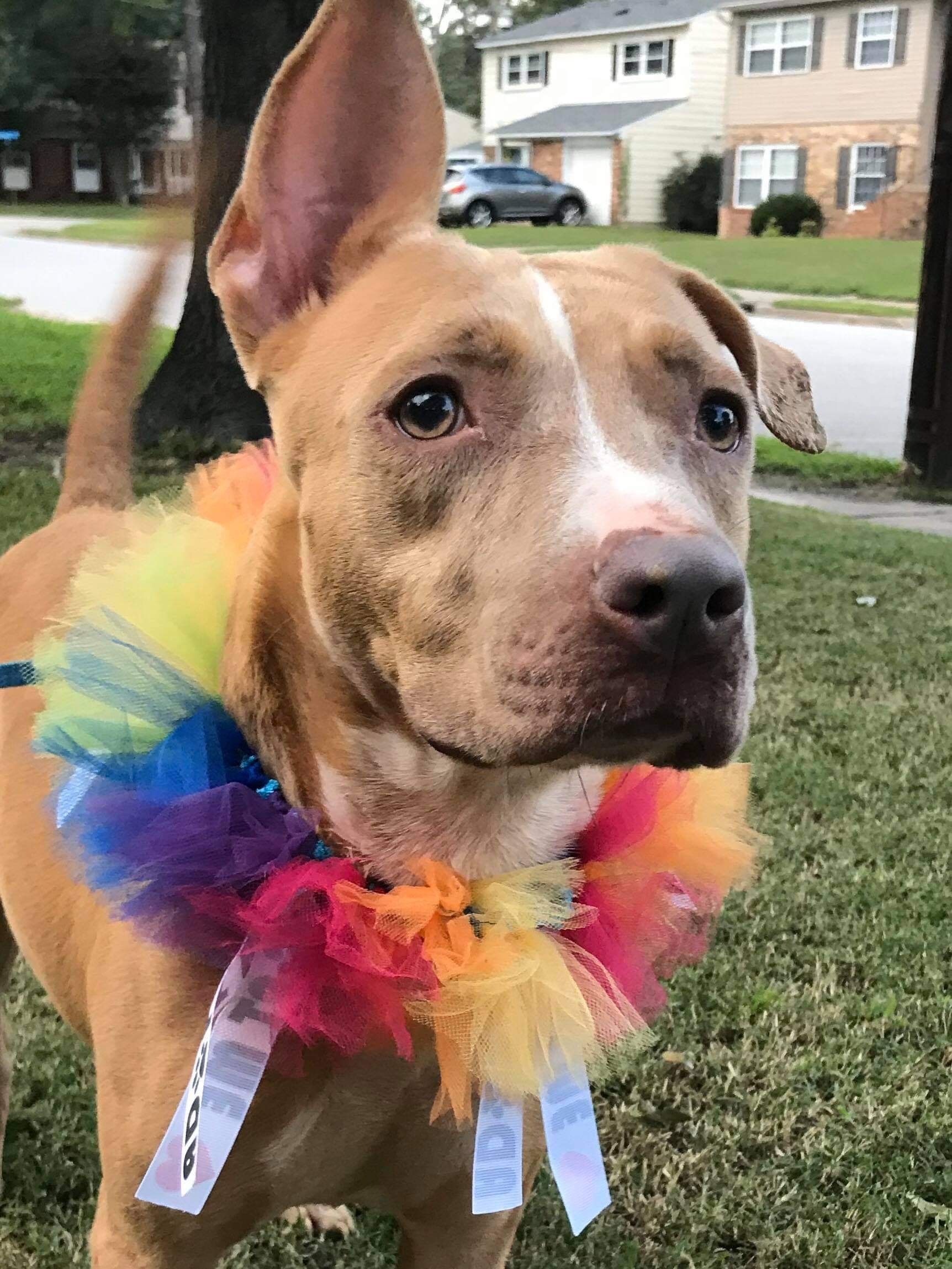 Dog for adoption - Sensi, a Pit Bull Terrier Mix in Baltimore, MD ...