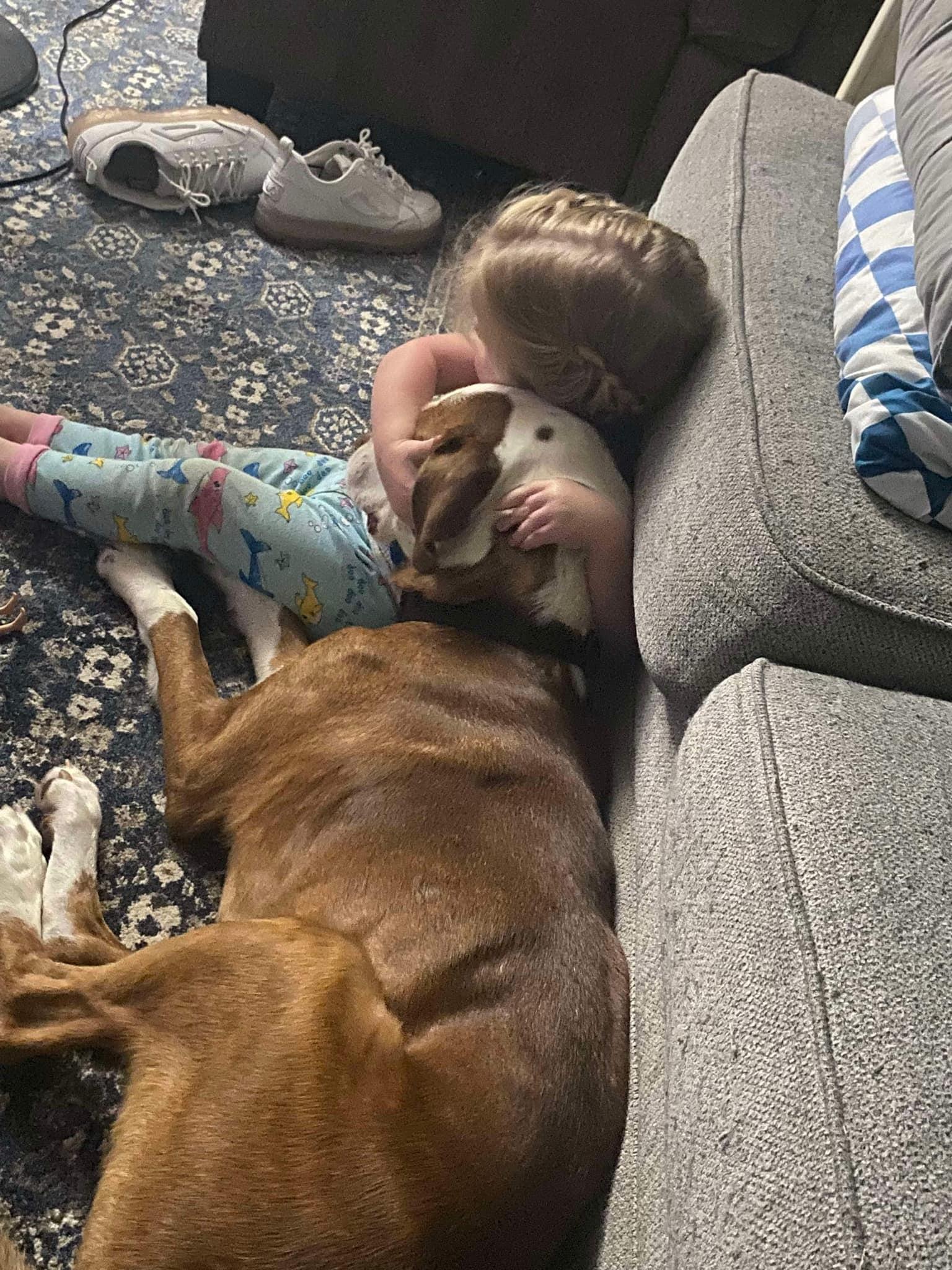 Dog for adoption - Luchee & Eli, a Pit Bull Terrier Mix in Bangor, ME ...