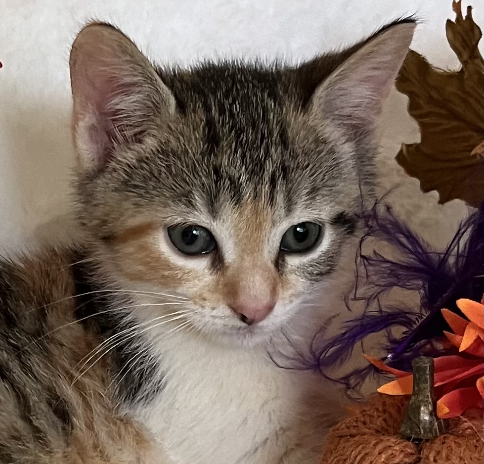 Cat for adoption - Chanel, a Torbie & Domestic Short Hair Mix in ...