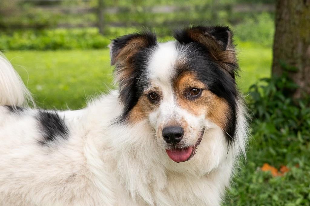 Dog for adoption - Hunter--SUCH A HAPPY FACE!!, a Border Collie in ...