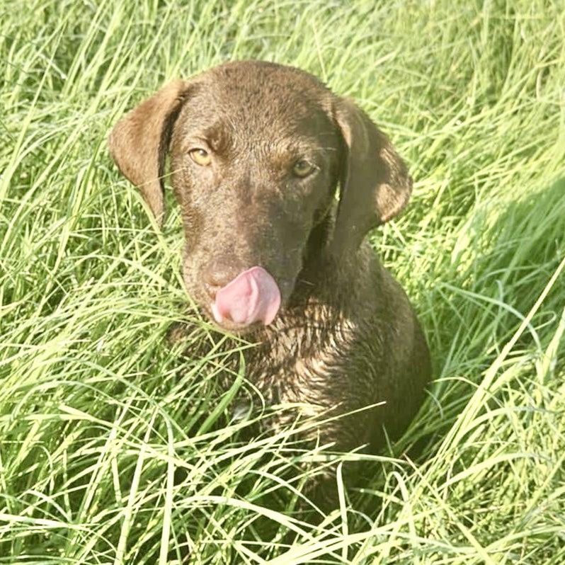 Dog for adoption - Mocha, a Labrador Retriever & Chocolate Labrador ...