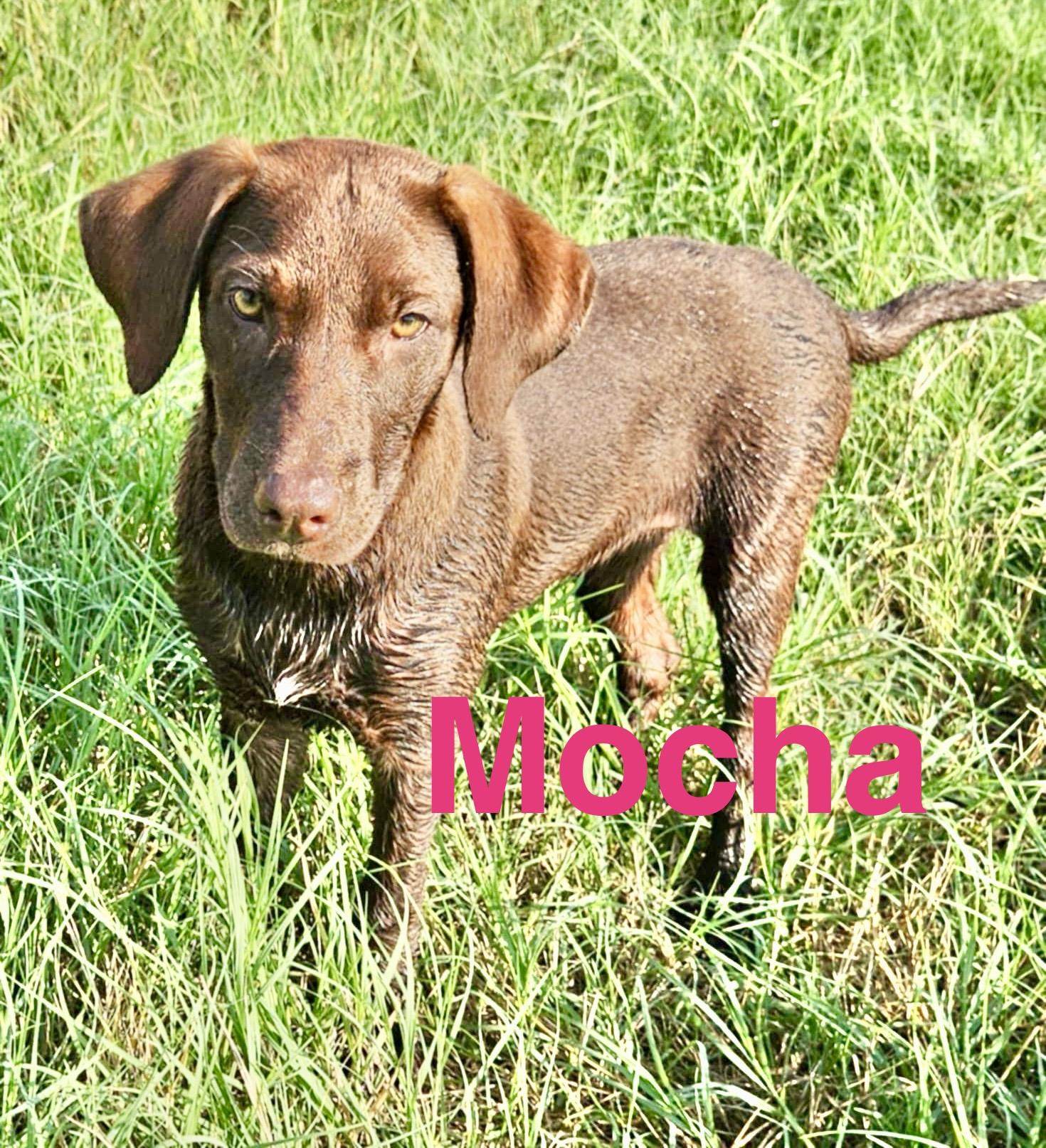 Dog for adoption - Mocha, a Labrador Retriever & Chocolate Labrador ...