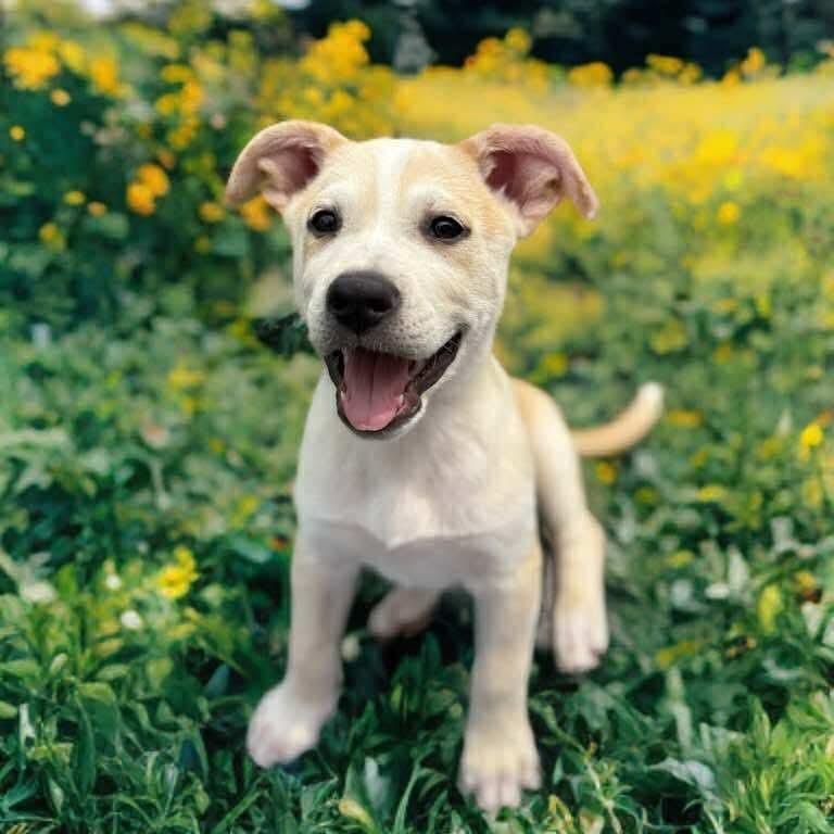 Dog for adoption - Chimi, a Husky Mix in Buffalo, NY | Petfinder