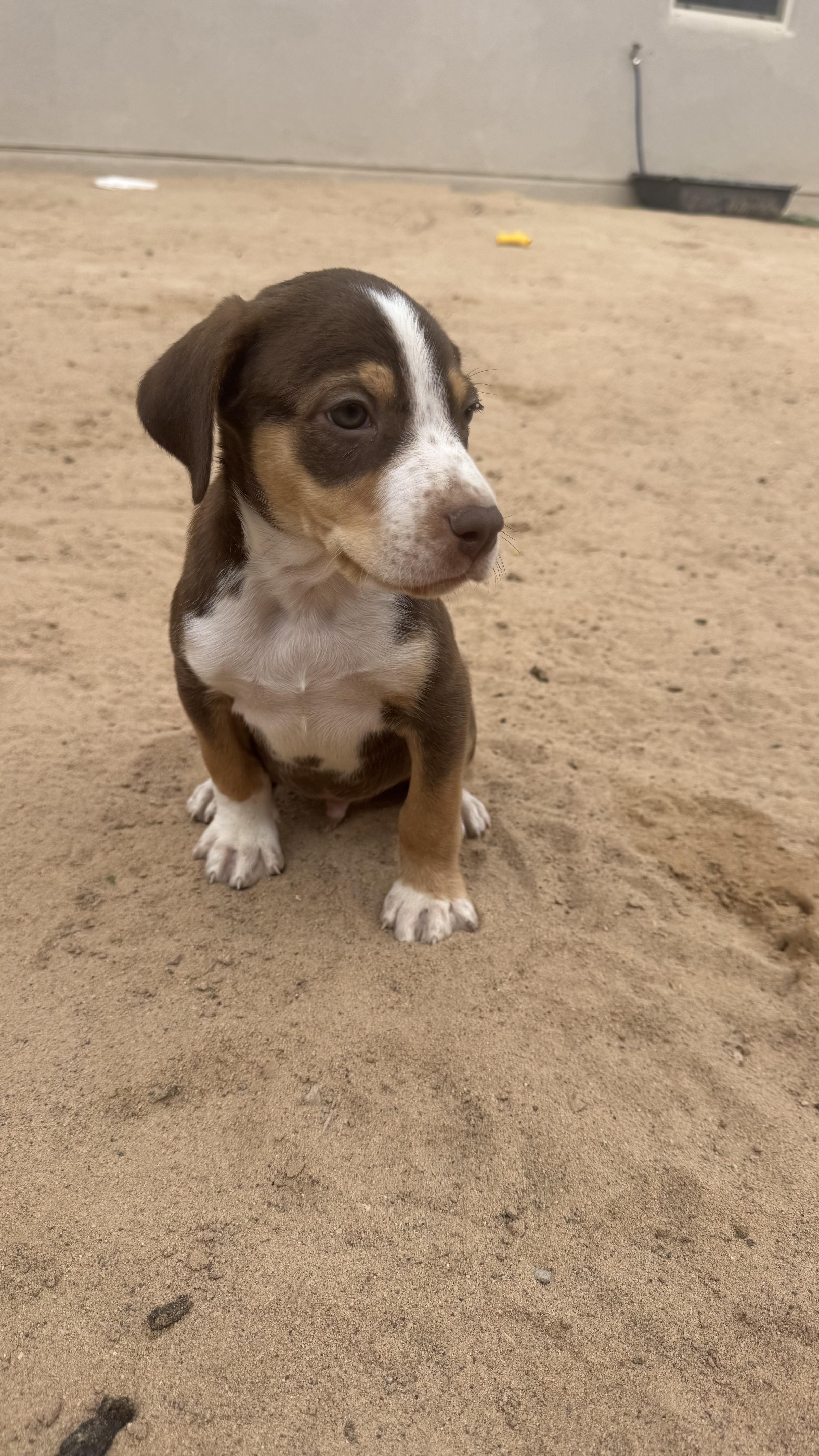 Dog for adoption - Ritchie, a German Shorthaired Pointer & Husky Mix in ...