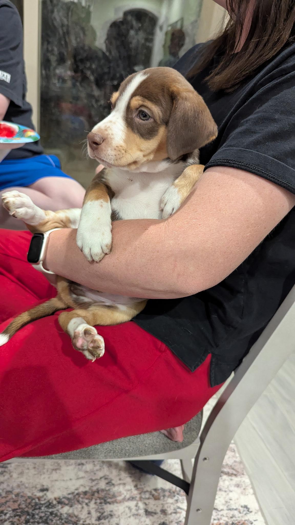 Dog for adoption - Ritchie, a German Shorthaired Pointer & Husky Mix in ...