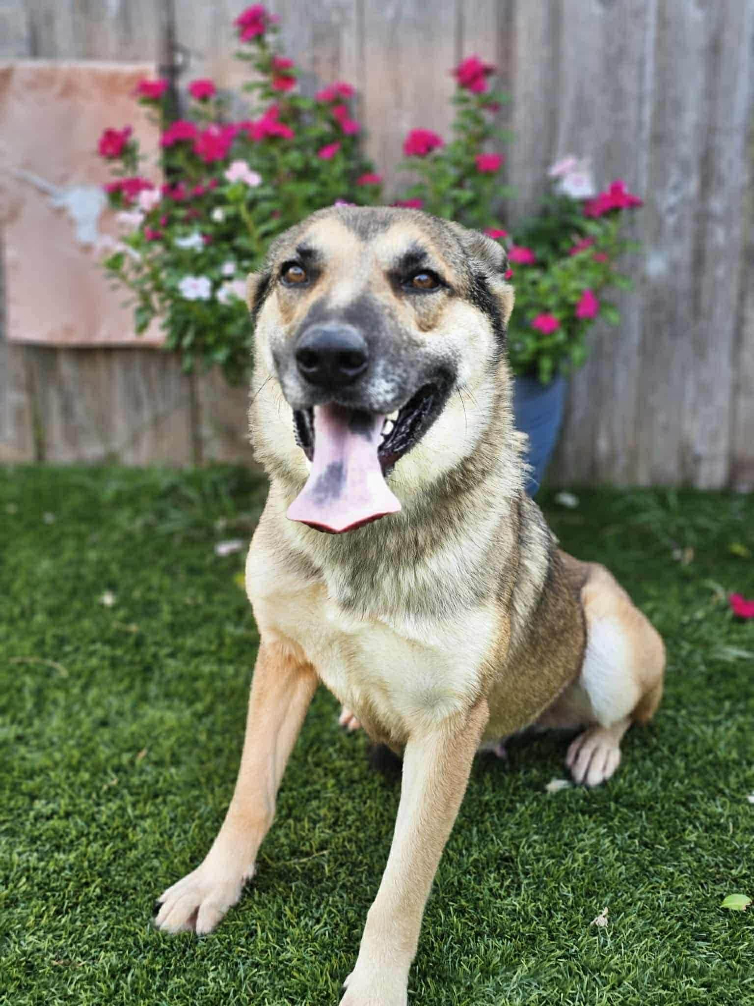Dog for adoption - HESTIA GS, a German Shepherd Dog in Boise, ID ...