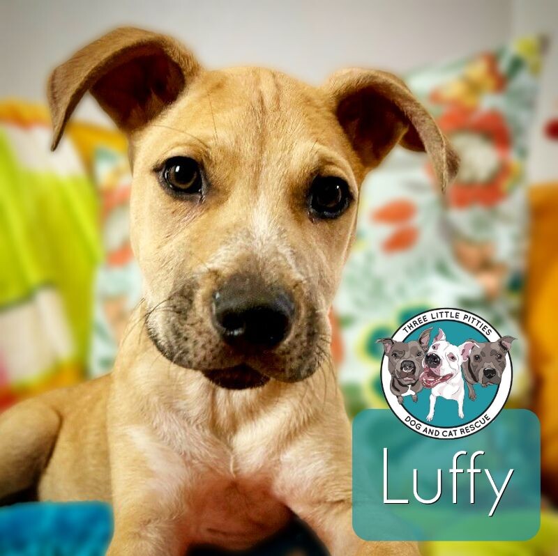 Dog for adoption - Luffy, a Yellow Labrador Retriever & Pit Bull ...