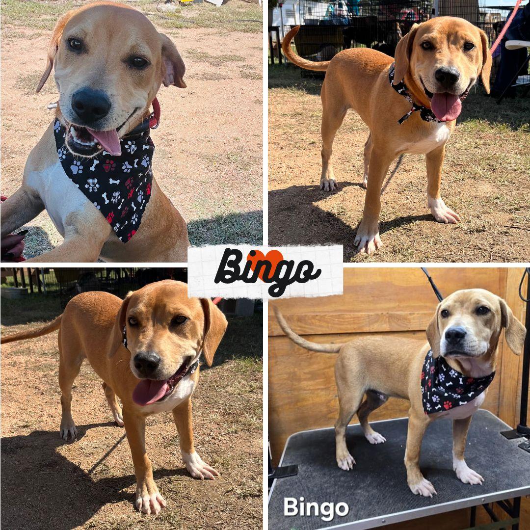 Dog for adoption - Bingo, a Labrador Retriever & Beagle Mix in Cheyenne, WY | Petfinder