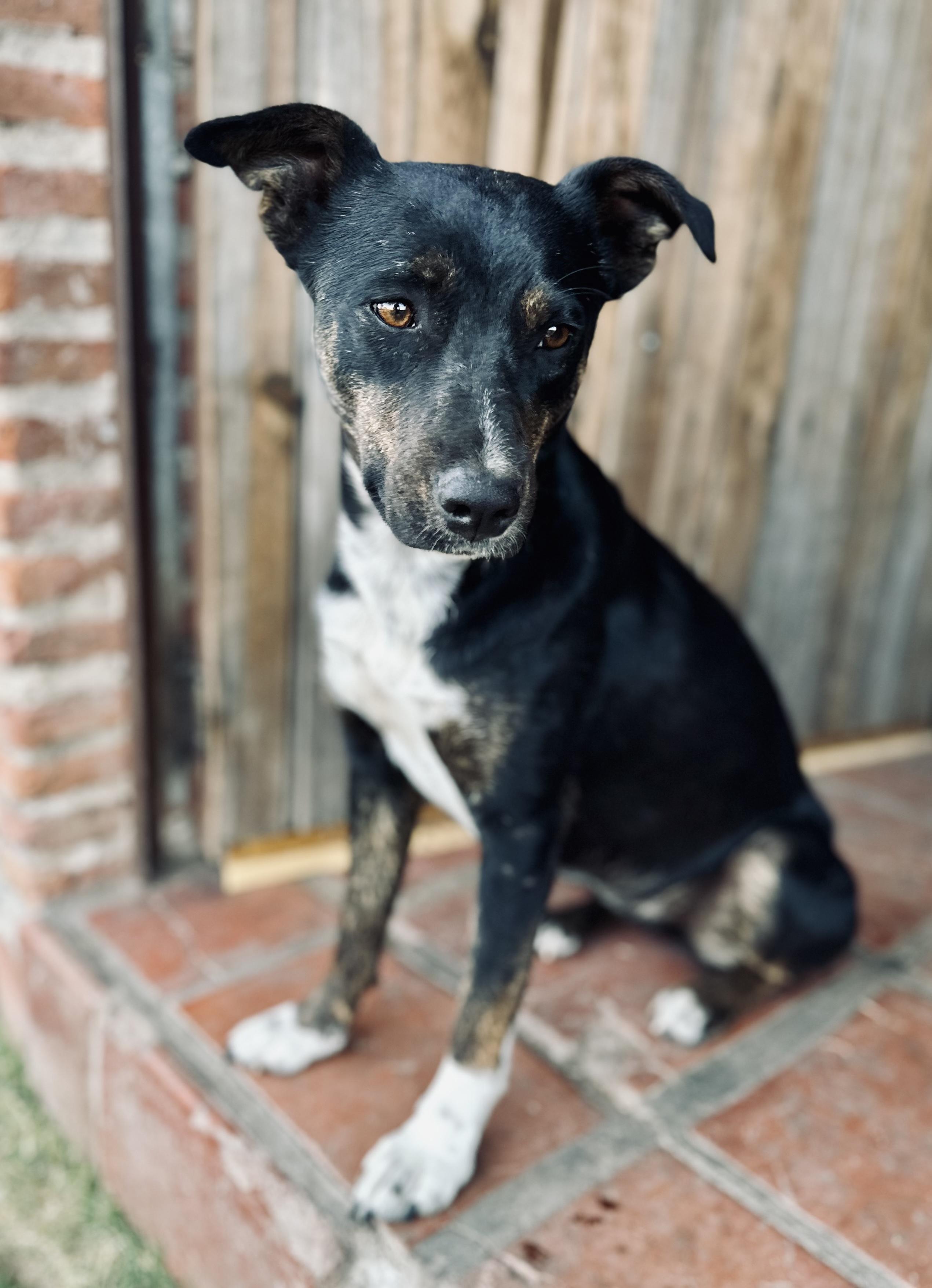 Dog for adoption - Dala, a Mixed Breed in Encino, CA | Petfinder
