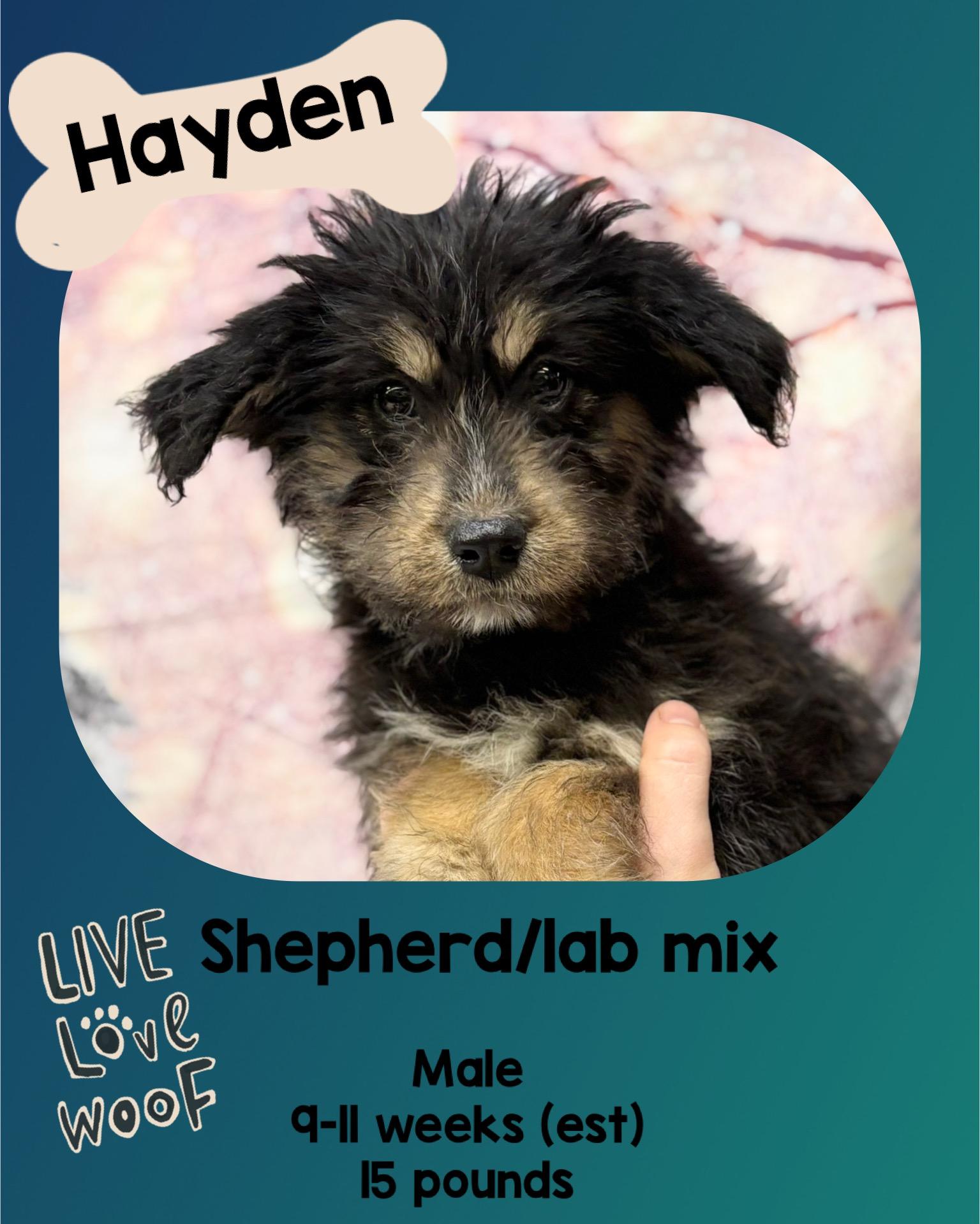 Dog for adoption - Hayden, a Shepherd & Labrador Retriever Mix in ...