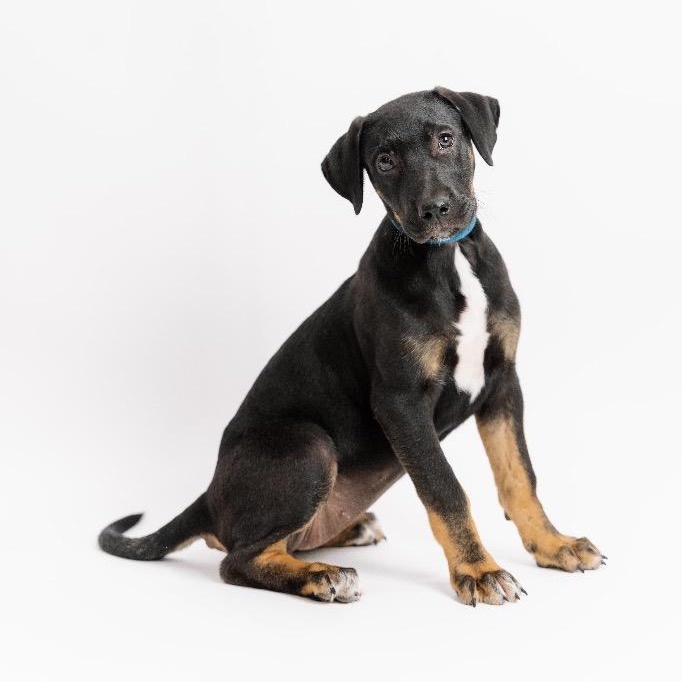 Dog for adoption - Butterball, a Mixed Breed in Vancouver, WA | Petfinder