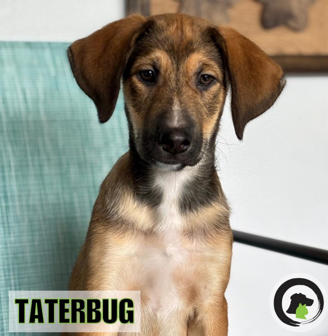 Dog for adoption - TATERBUG, a Shepherd in La Grange, KY | Petfinder