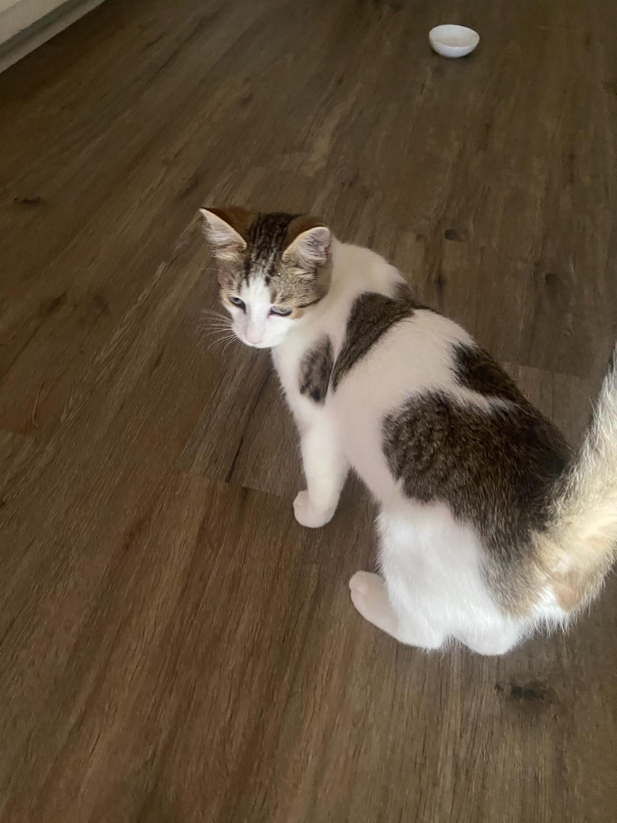Tink - Adoptable Pet | Petfinder | Petfinder