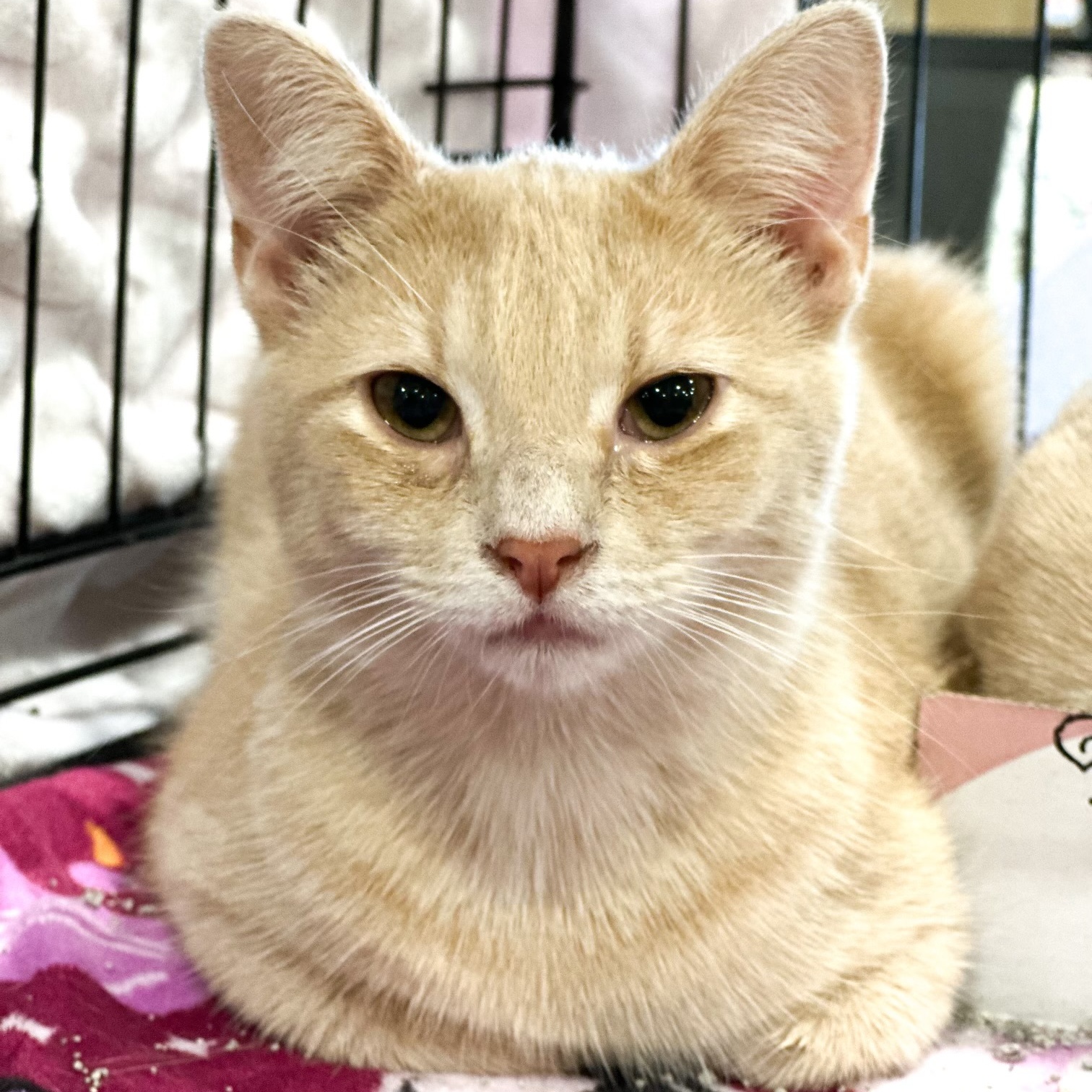 Available Cats and Kittens – Purring Hearts VA