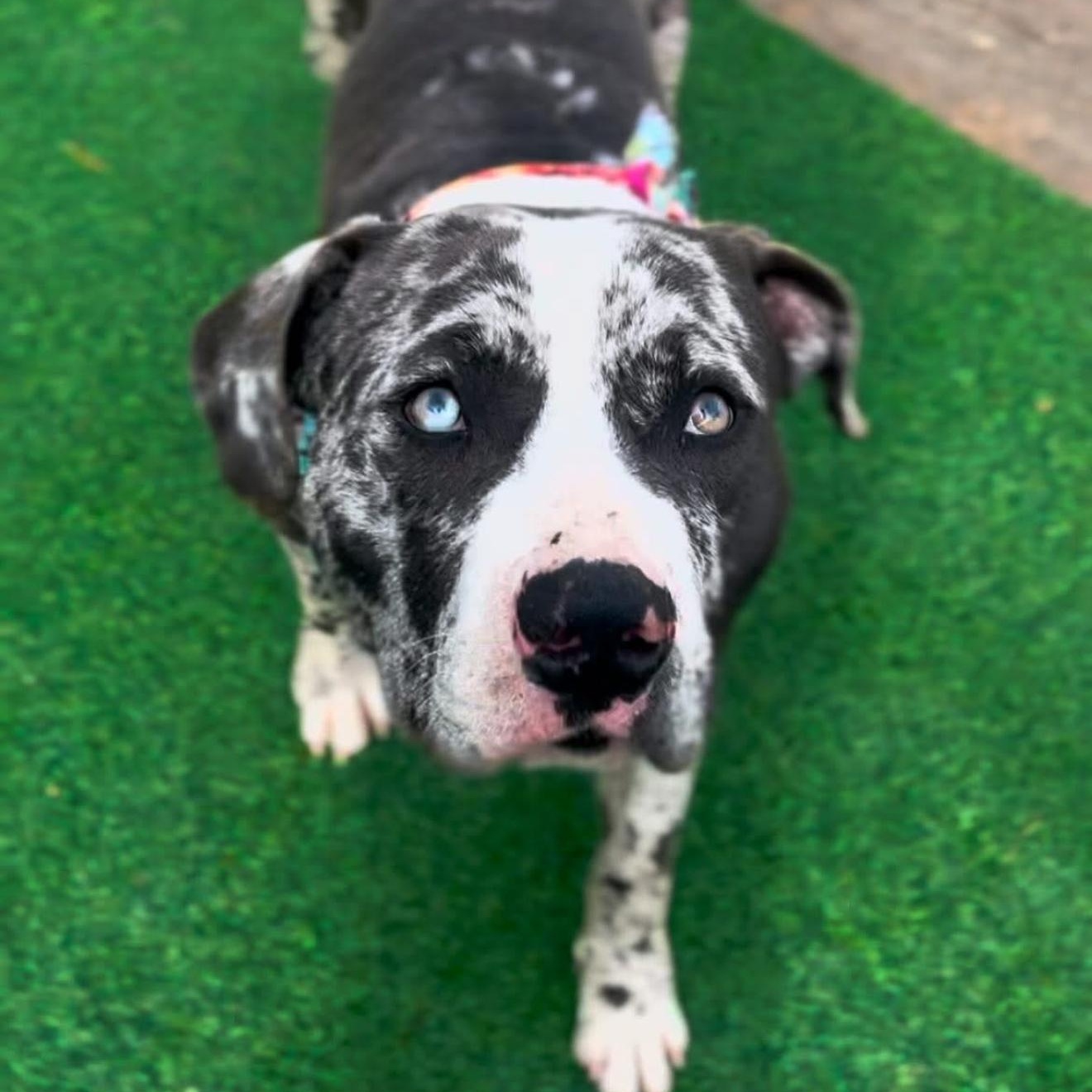 Dog for adoption - Rambo, an American Staffordshire Terrier Mix in ...