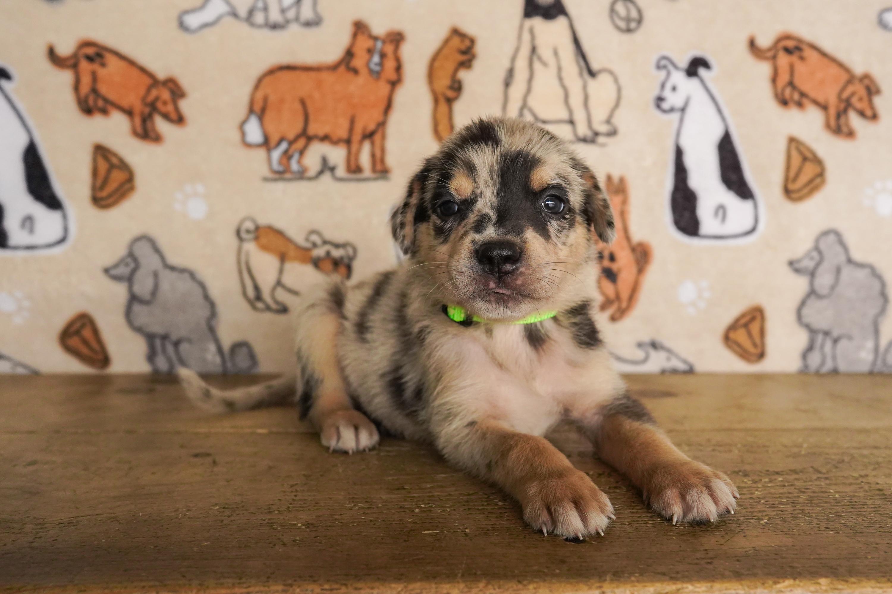 Dog for adoption - Ranger, an Australian Shepherd Mix in San Antonio, TX | Petfinder