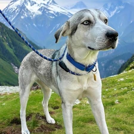 Dog for adoption - Ivory, a Husky Mix in Spokane, WA | Petfinder