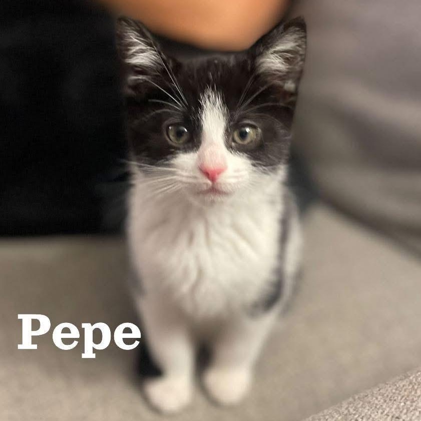 Cat for adoption - Pepe, a Domestic Short Hair in Elyria, OH | Petfinder