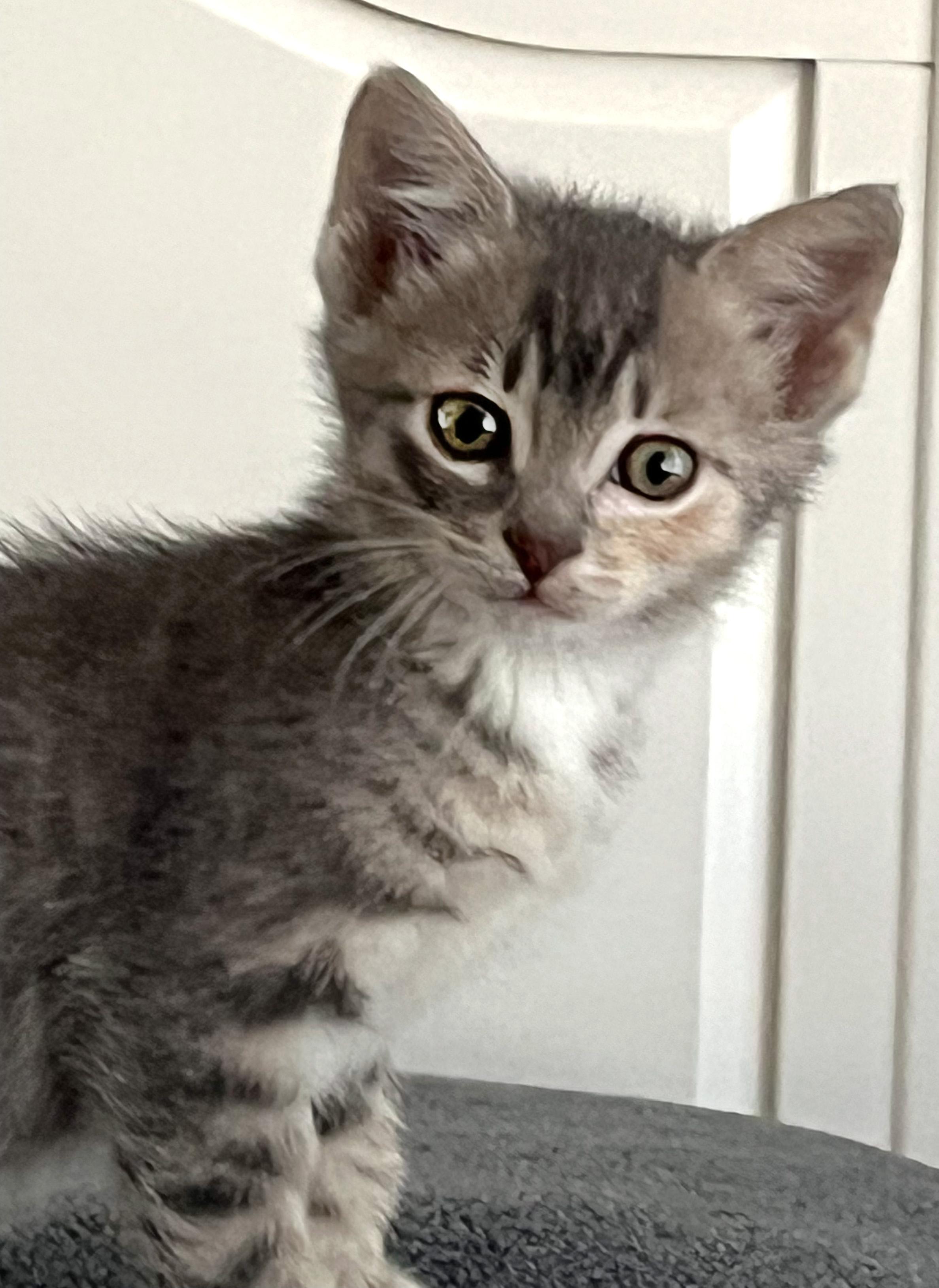 Snugs - Adoptable Pet | Petfinder | Petfinder