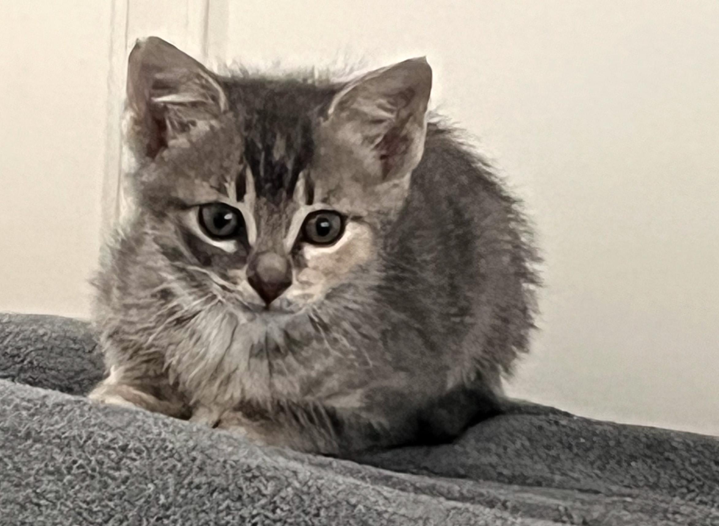 Snugs - Adoptable Pet | Petfinder | Petfinder