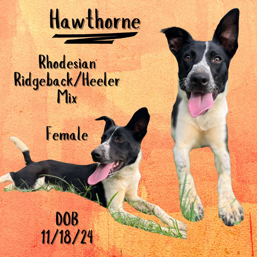 Dog for adoption - Hawthorne, an Australian Cattle Dog / Blue Heeler ...