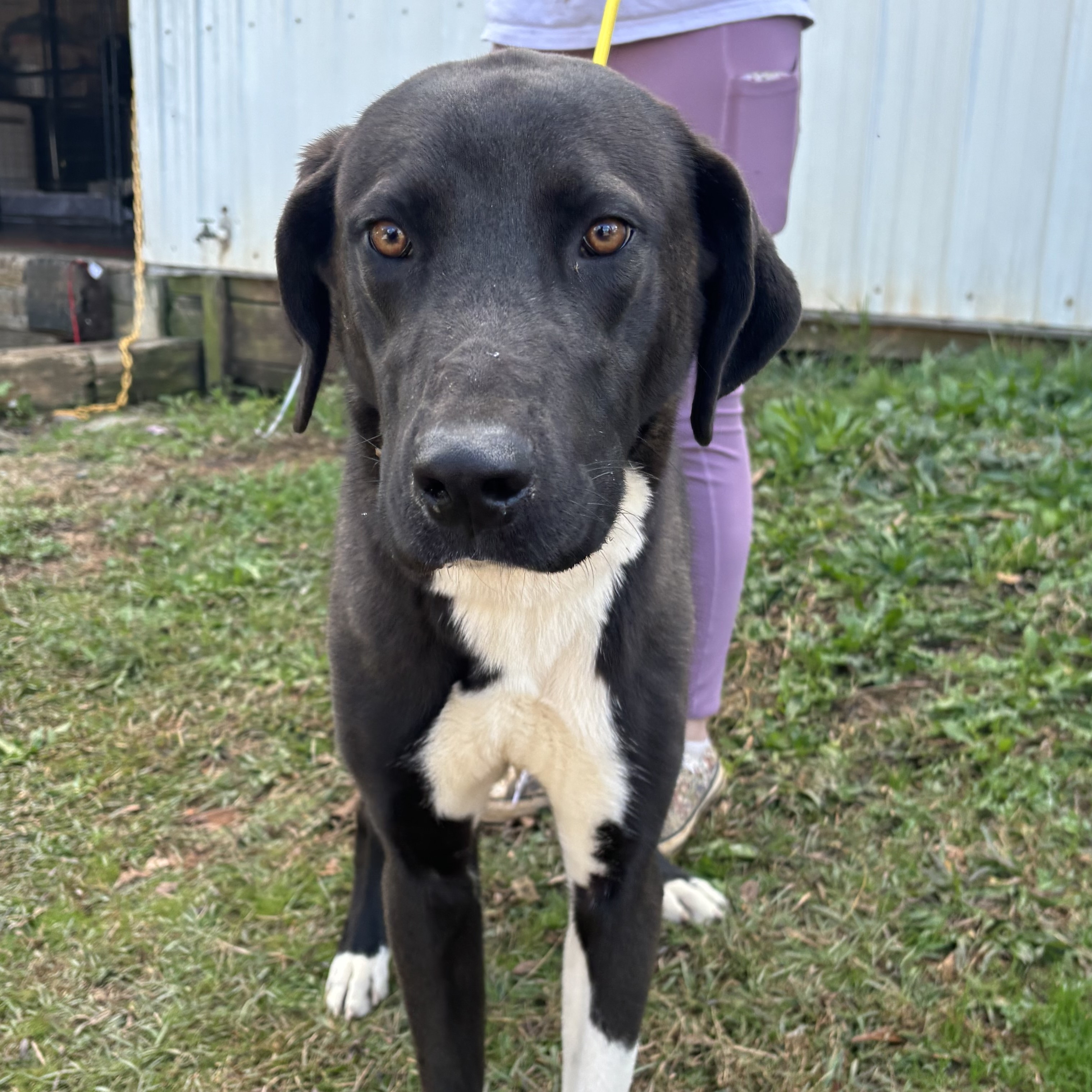 Dog for adoption - Timber, a Labrador Retriever Mix in Howell, NJ ...