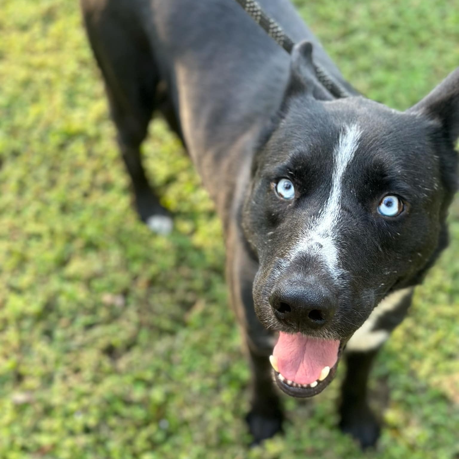 Dog for adoption - Bluey, a Husky Mix in Cedar Rapids, IA | Petfinder