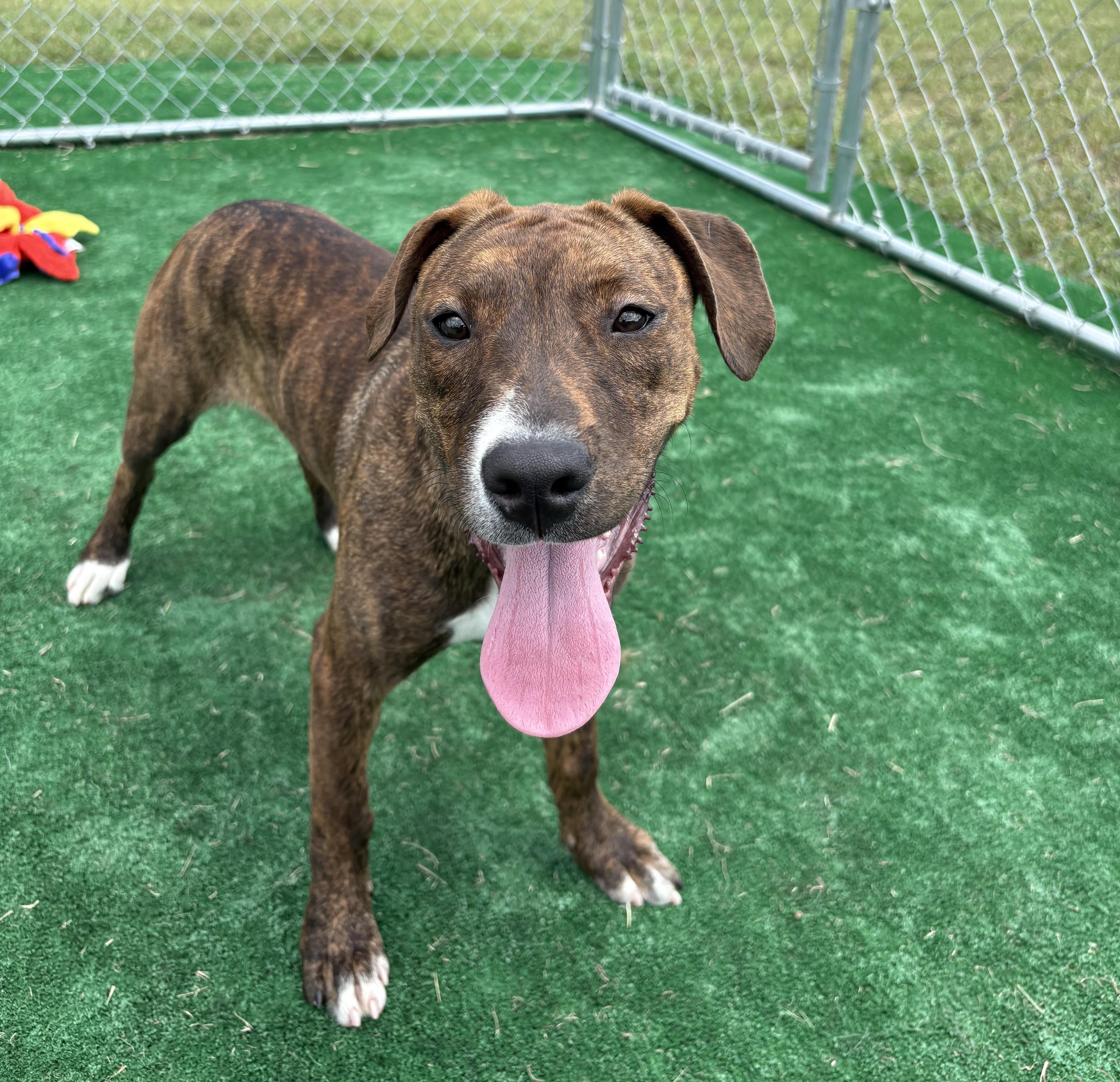 Dog for adoption - Crystal, a Bull Terrier Mix in East Haddam , CT ...