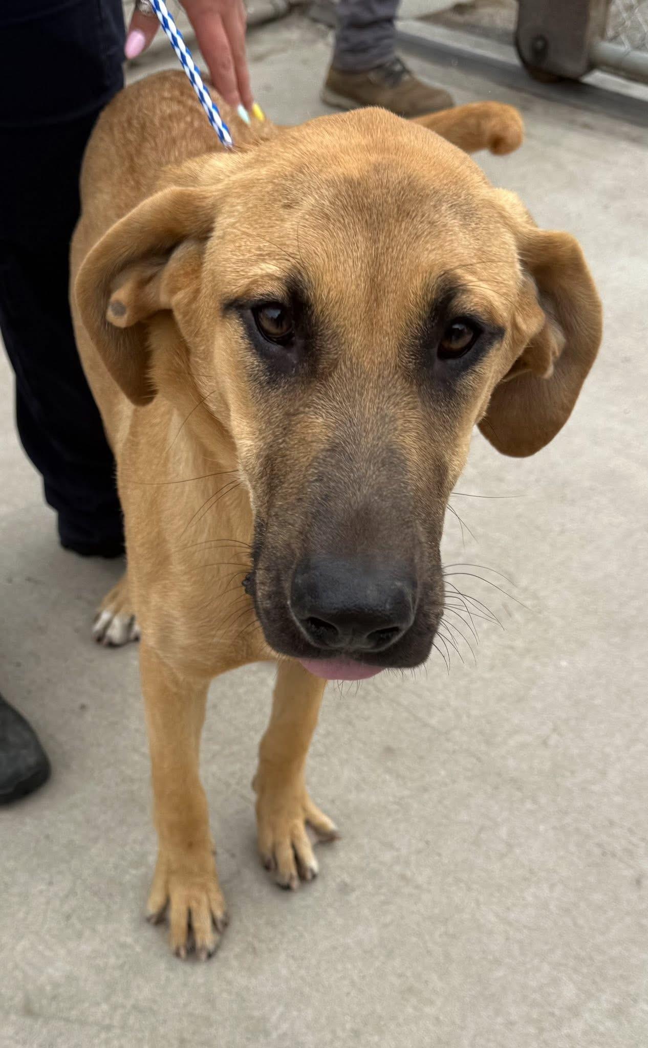 Dog for adoption - Willow, a Bloodhound & Rhodesian Ridgeback Mix in ...