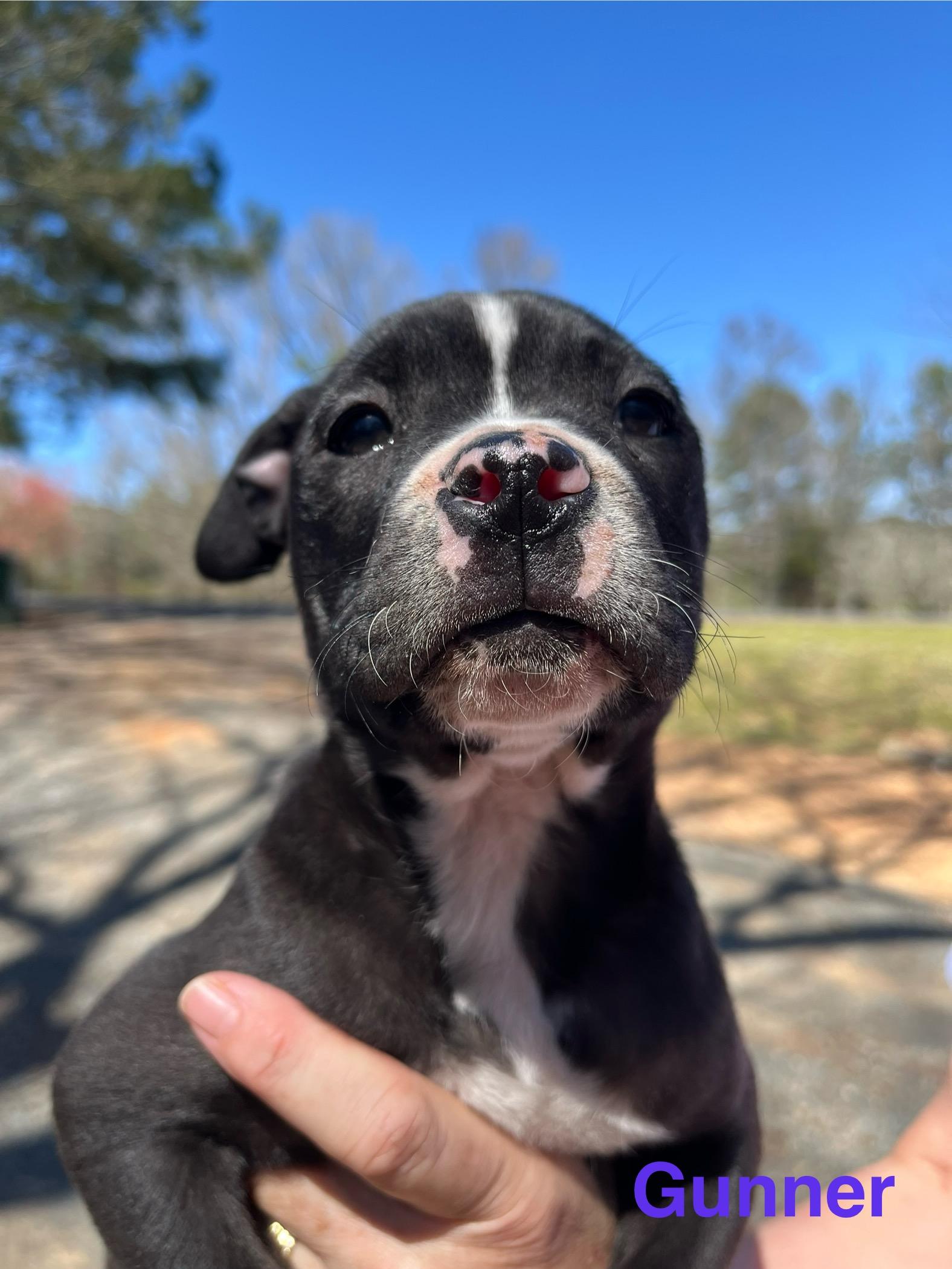 Dog for adoption - Gunner, a Boxer & Pit Bull Terrier Mix in Texarkana ...
