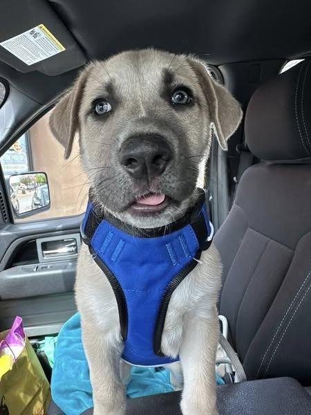 Dog for adoption - Boomer, a Labrador Retriever Mix in Nottingham, MD ...