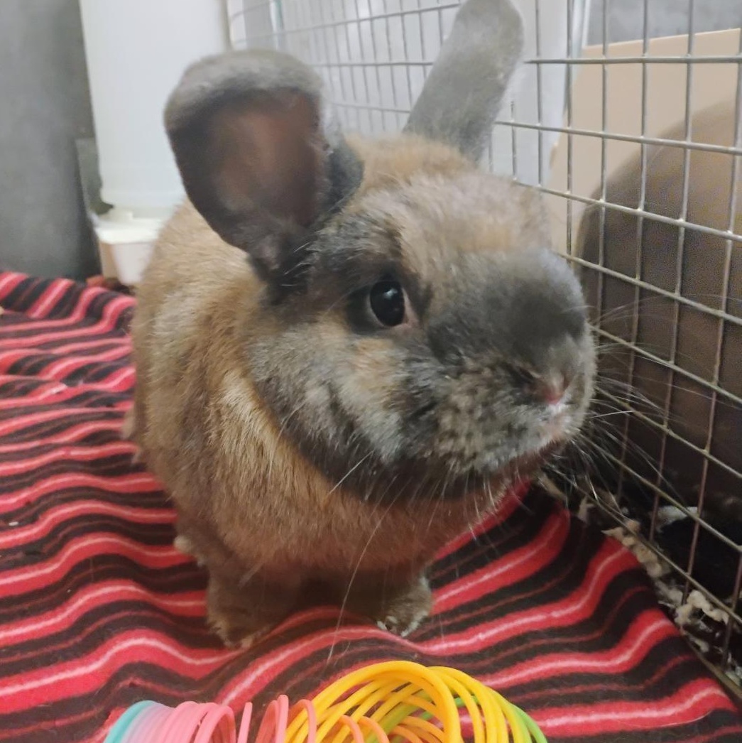 Rabbit for adoption - Gremlin, a Holland Lop in Gig Harbor, WA | Petfinder