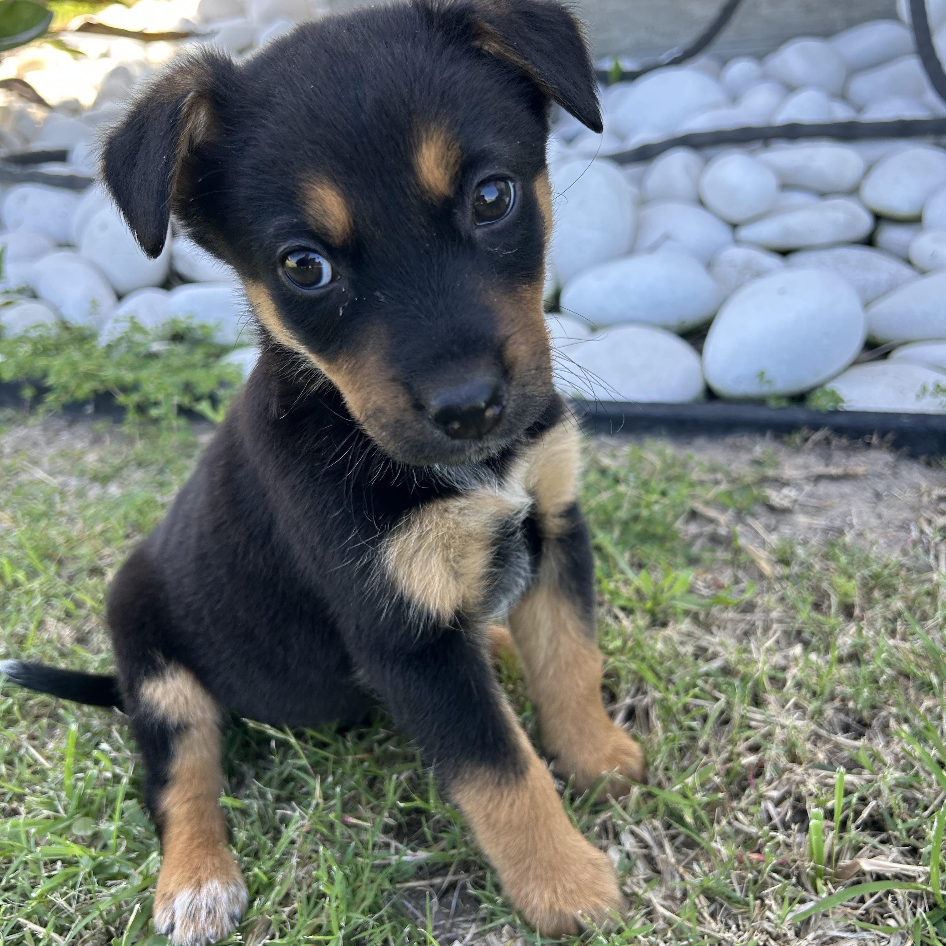 Dog for adoption - Bubs, a Shepherd in Philadelphia, PA | Petfinder