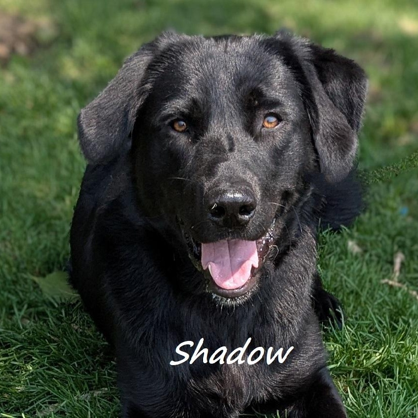 Dog for adoption - Shadow, a Black Labrador Retriever in Aurora, NE | Petfinder