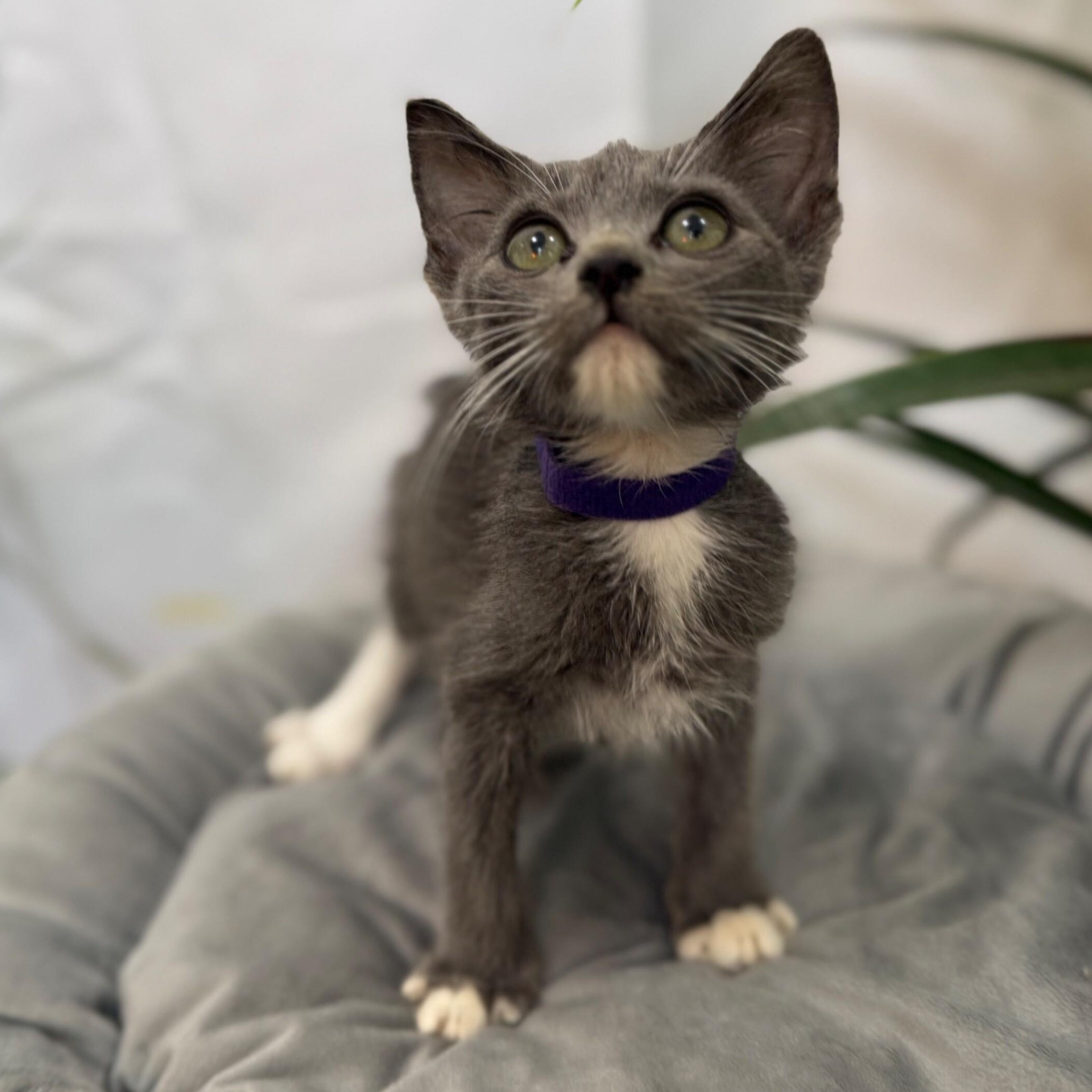 Cat for adoption - Joanne Marie TCHS, a Domestic Short Hair & Tuxedo ...