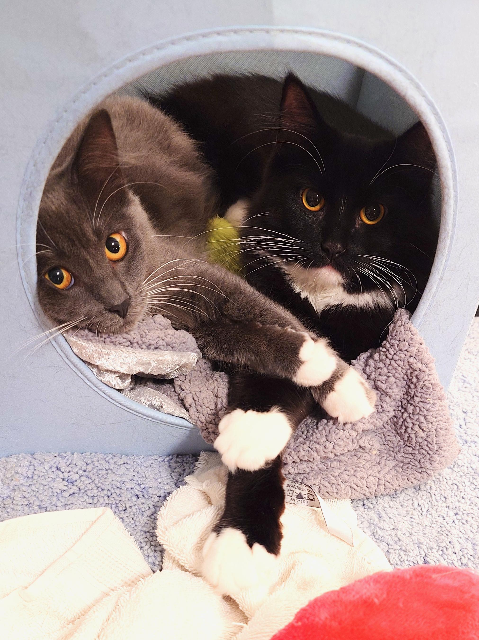 Haribo and Bambi - Adoptable Pet | Petfinder | Petfinder