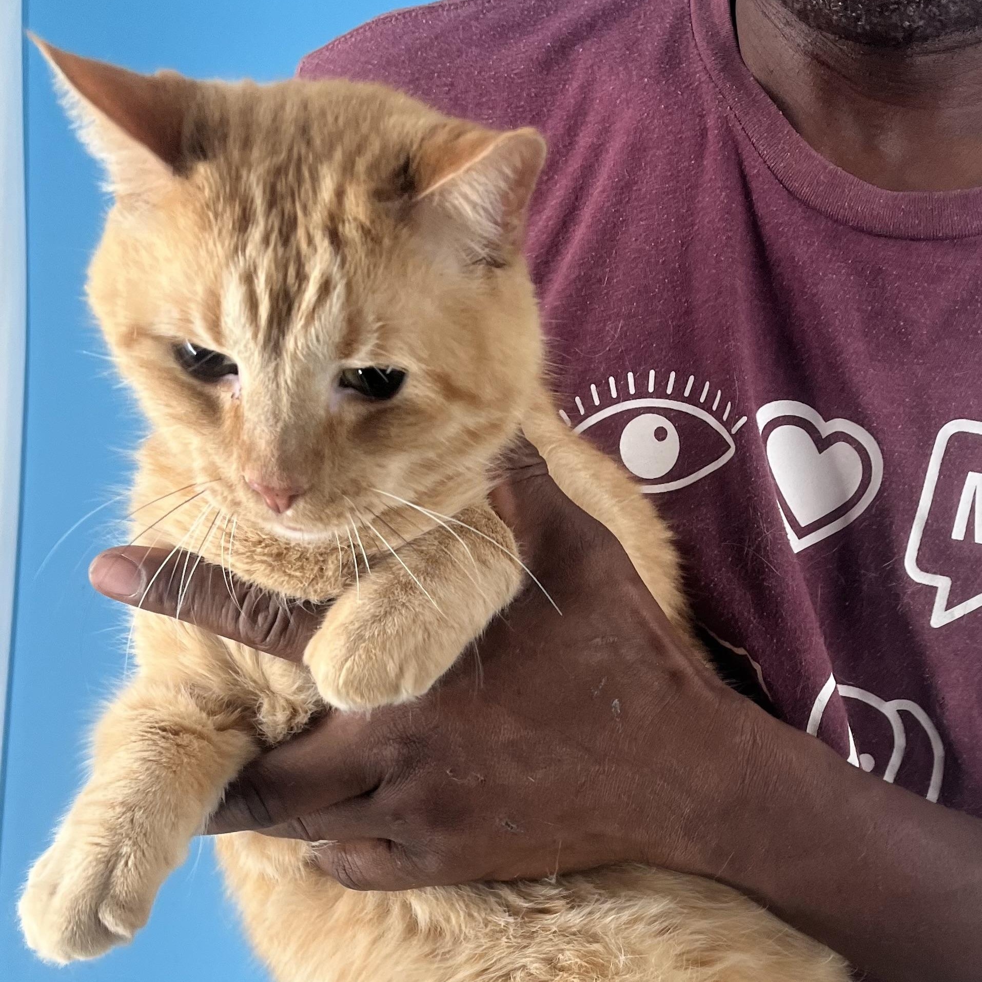 Cat for adoption - Jelly Roll - Local Dec 19-21, a Domestic Short Hair ...