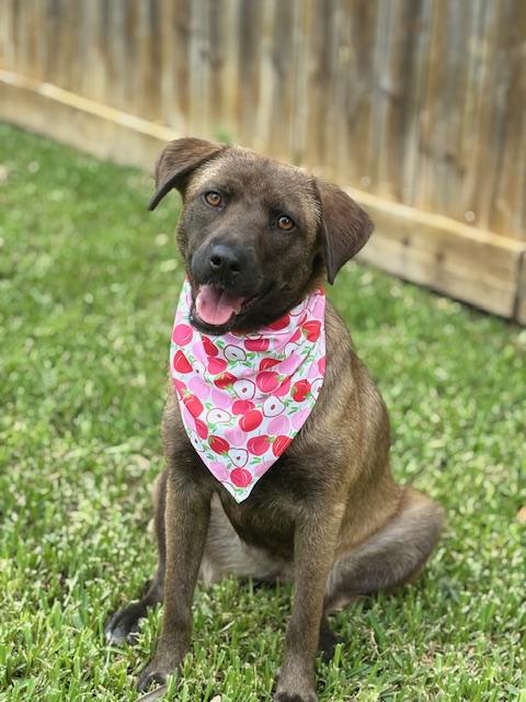 Dog for adoption - Hazel, a Great Pyrenees & Labrador Retriever Mix in ...