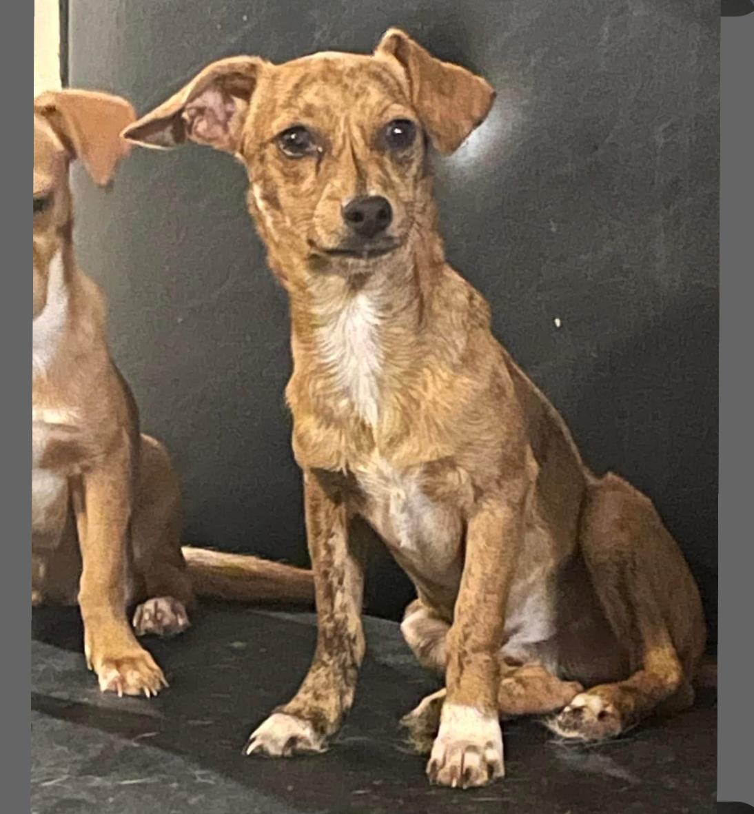 Dog for adoption - Barney, a Chihuahua Mix in allentown, PA | Petfinder