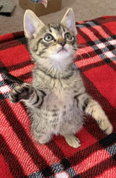 Cat for adoption - Sundance, a Domestic Medium Hair in GROVE CITY , PA ...