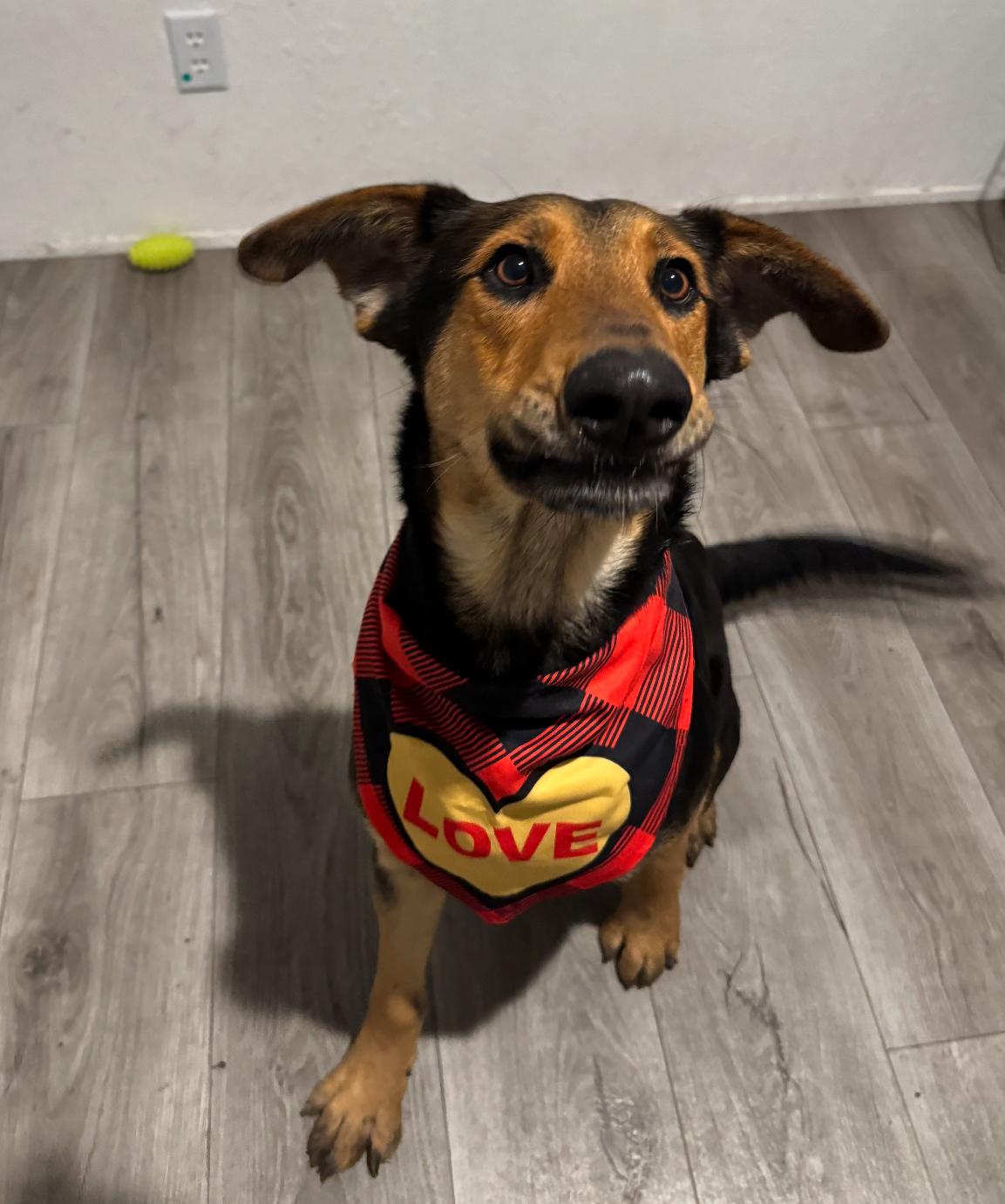 Dog for adoption - Sanders, a German Shepherd Dog Mix in Denver, CO ...