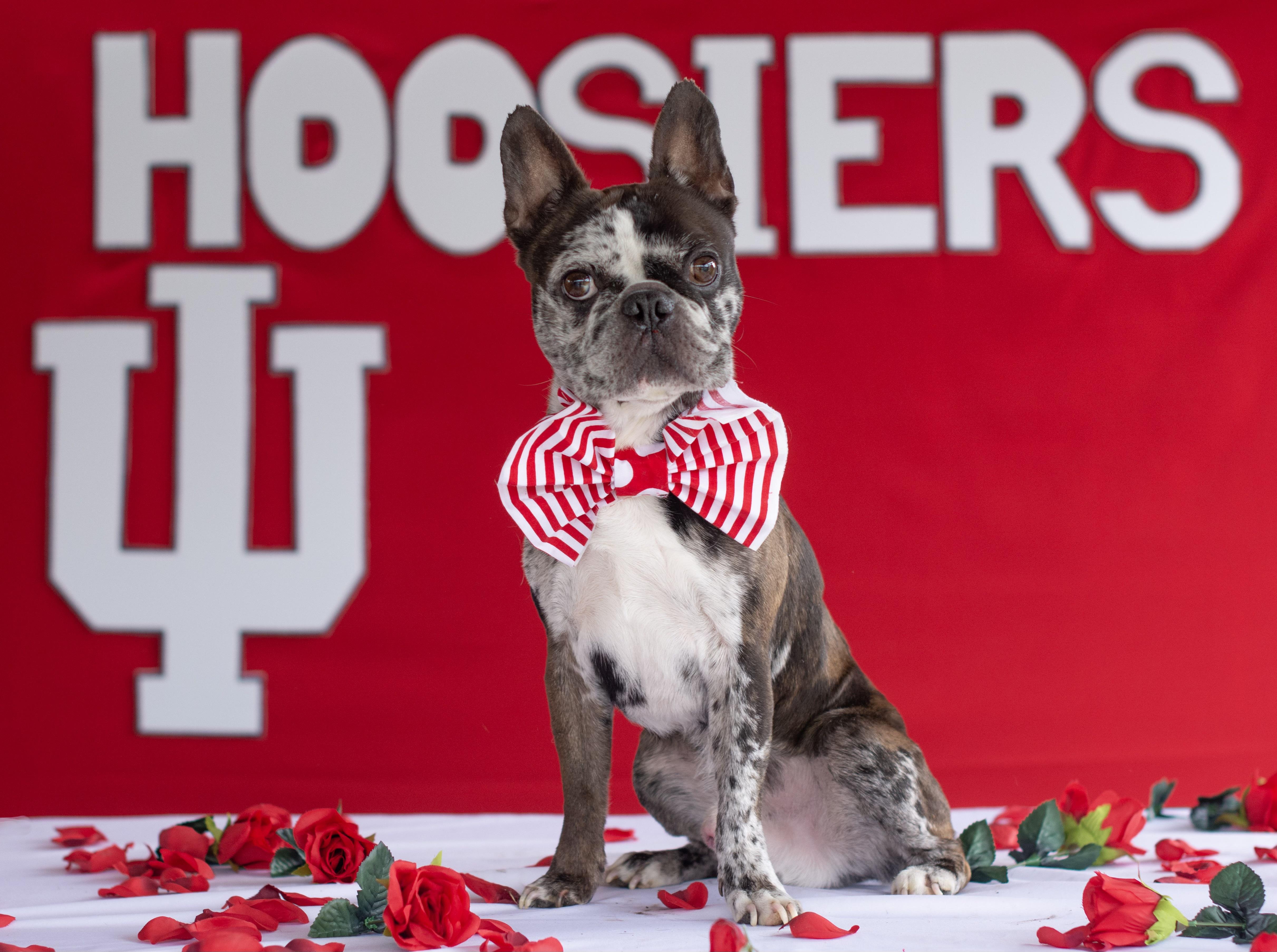 Gotti - Adoptable Pet | Petfinder | Petfinder